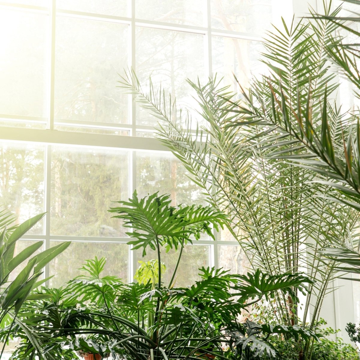 Shop Sun-Loving Houseplants | Direct Sun Plants for Bright Spaces – Ed's Plant Shop
