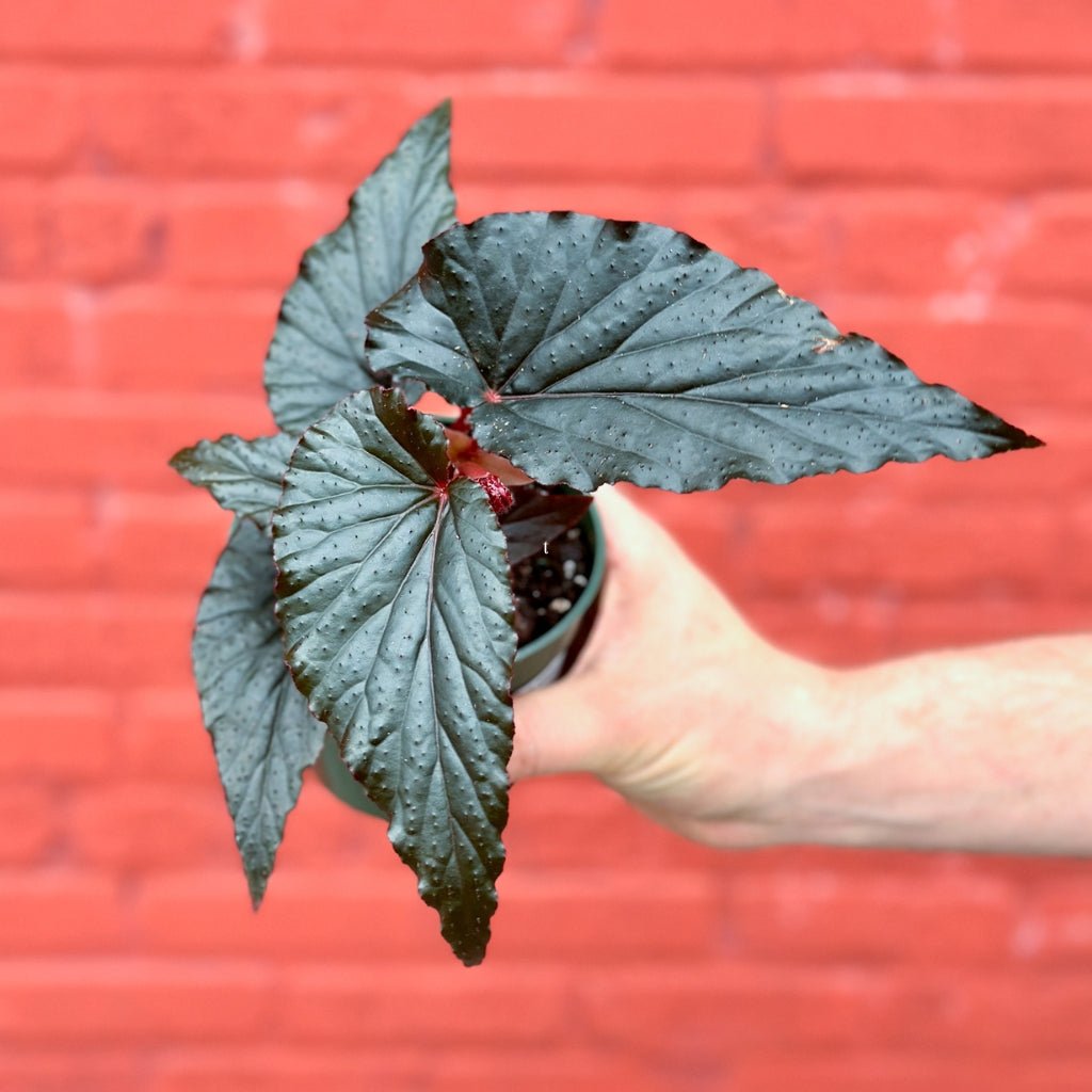 Spooky Plants & Halloween Decor | Ed’s Plant Shop – Ed's Plant Shop