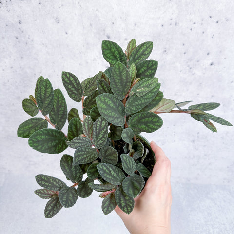 Pellionia pulchra - Polynesian Ivy – Ed's Plant Shop