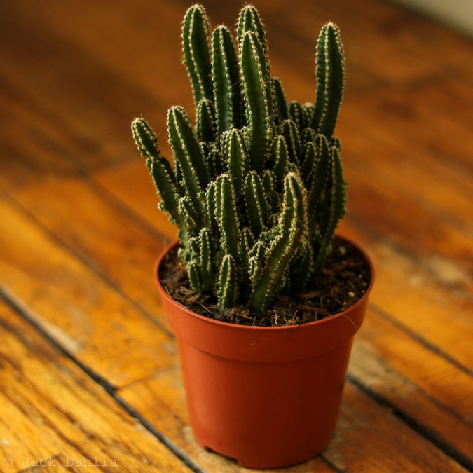 Acanthocereus Tetragonus ‘Triangle Cactus’ - Ed's Plant Shop