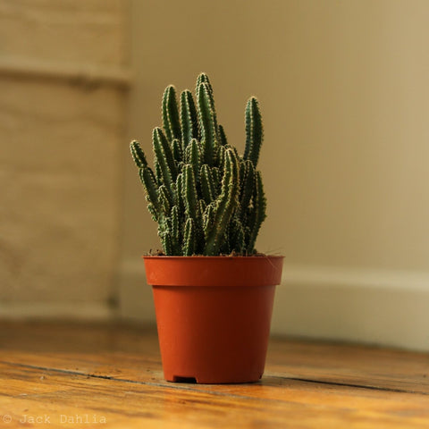 Acanthocereus Tetragonus ‘Triangle Cactus’ - Ed's Plant Shop