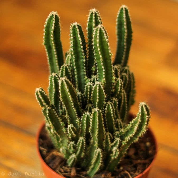 Acanthocereus Tetragonus ‘Triangle Cactus’ - Ed's Plant Shop
