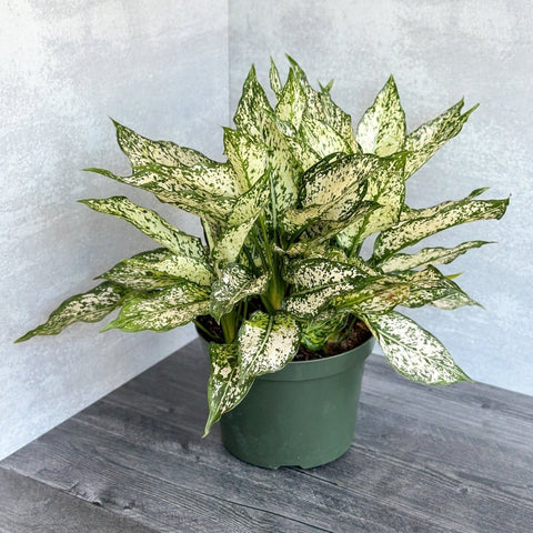 Aglaonema ‘Spring Snow’ | Chinese Evergreen – Ed's Plant Shop