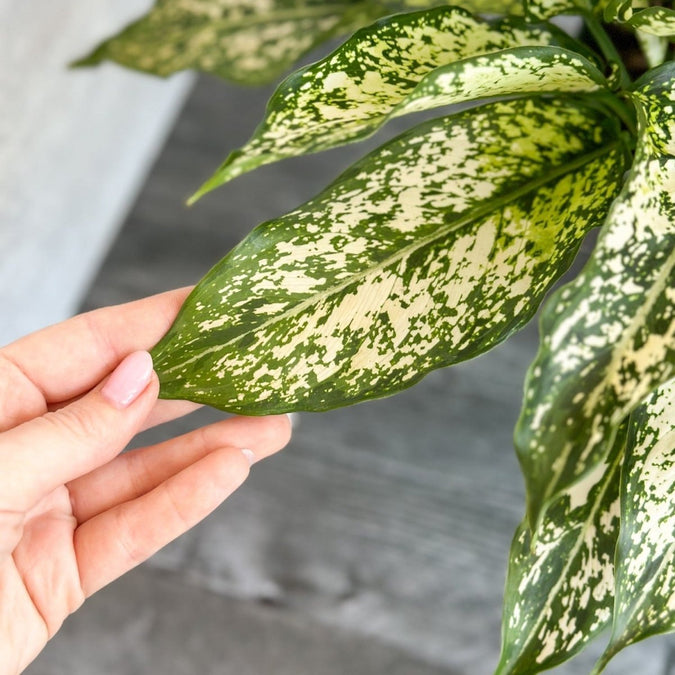 Aglaonema ‘Spring Snow’ | Chinese Evergreen – Ed's Plant Shop