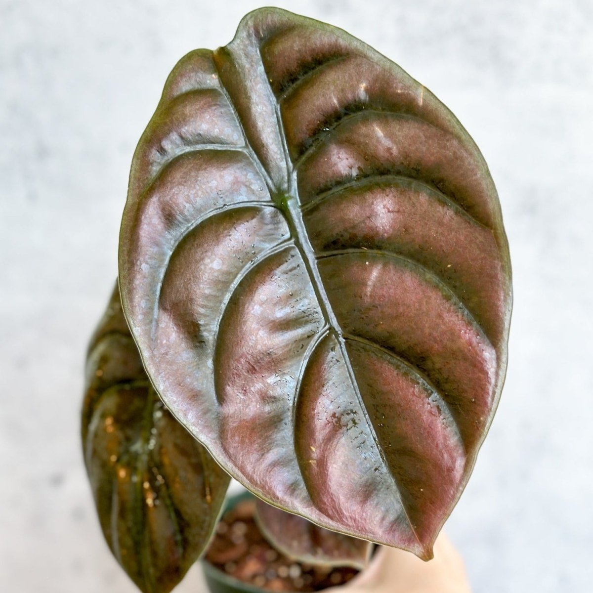 Alocasia cuprea ‘Red Secret’ | Rare Metallic Foliage Plant – Ed's Plant ...