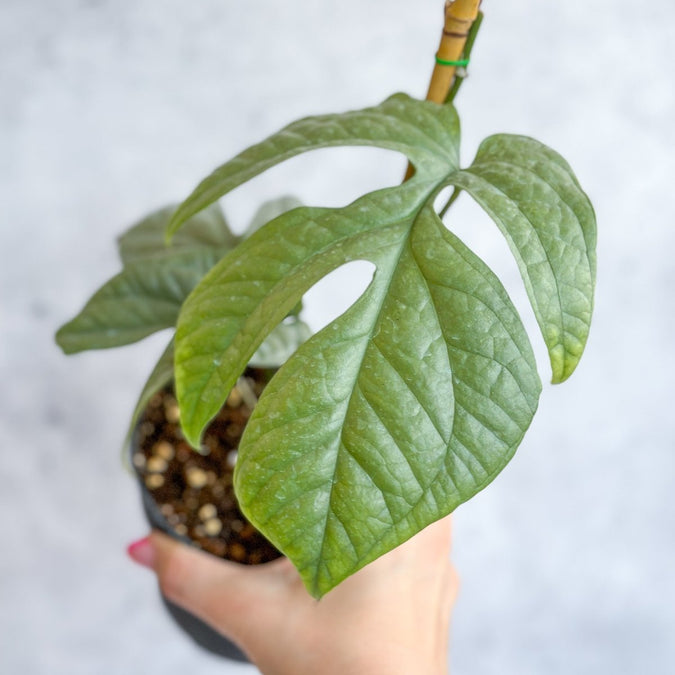 Amydrium medium 'Silver Spiderman: Spectacular Leaves & Fast Growth ...