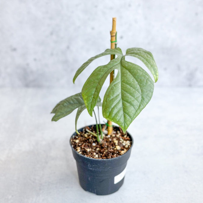 Amydrium medium 'Silver Spiderman: Spectacular Leaves & Fast Growth ...