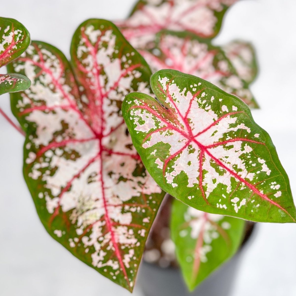 Caladium Plant | Vibrant Tropical Foliage - Ed’s Plant Shop – Ed's ...