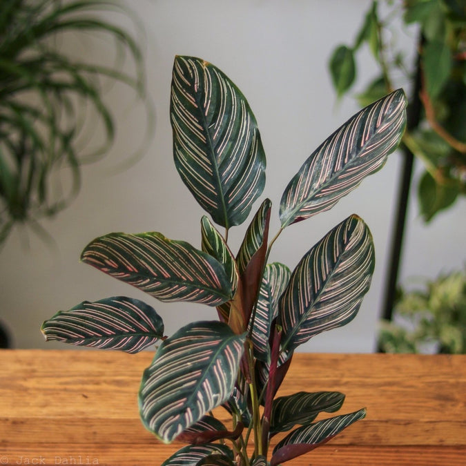 Calathea ornata ‘Pinstripe’ | Exotic Prayer Plant – Ed's Plant Shop