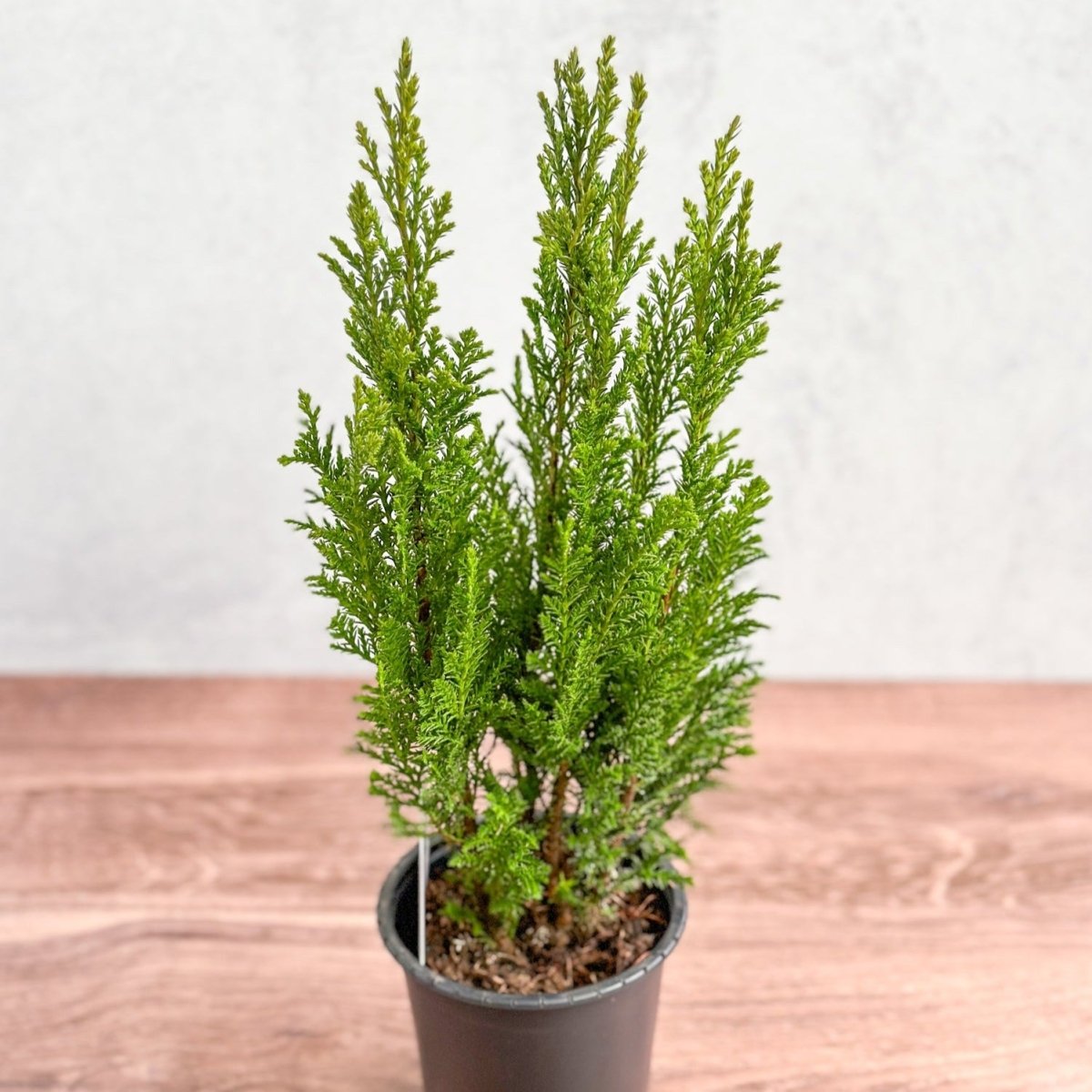 False Cypress ‘Ellwoodii’ | Mini Christmas Tree Indoor Plant – Ed's ...
