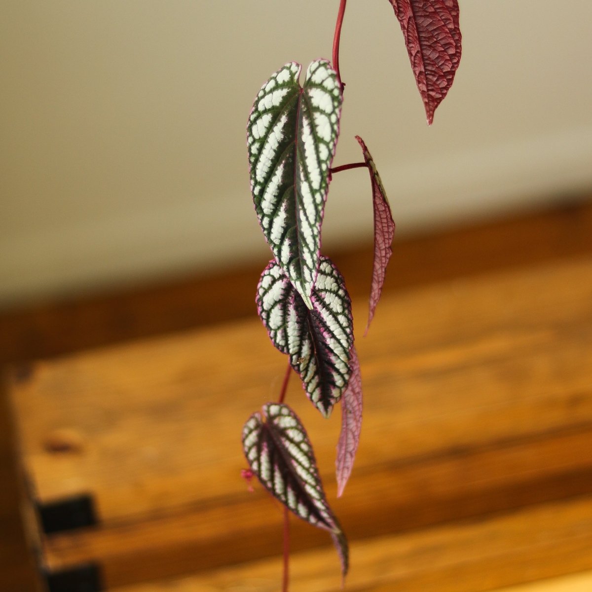 Cissus Discolor Rex Begonia Vine | Velvet Trailing Houseplant – Ed's ...