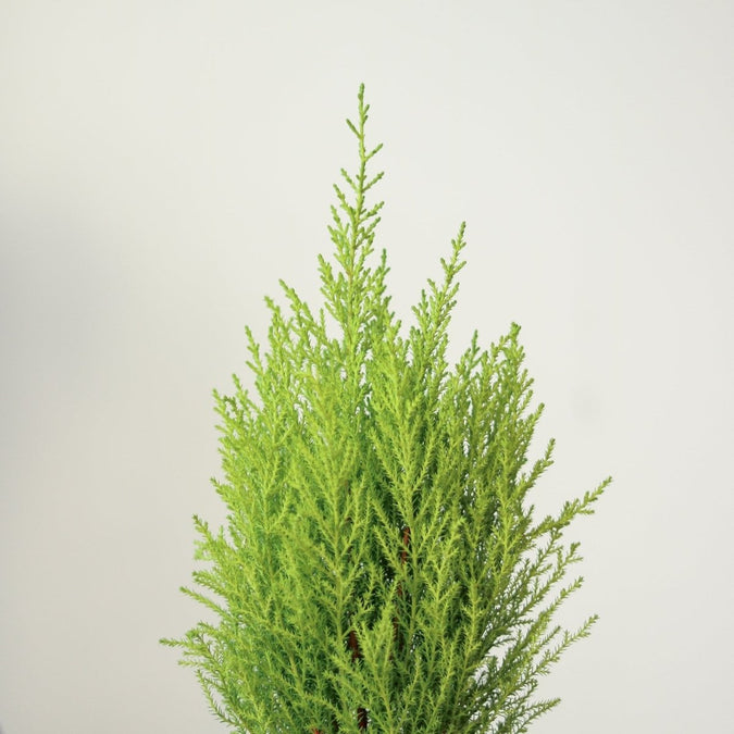 Dwarf Lemon Cypress | Vibrant, Aromatic Indoor Plant – Ed's Plant Shop