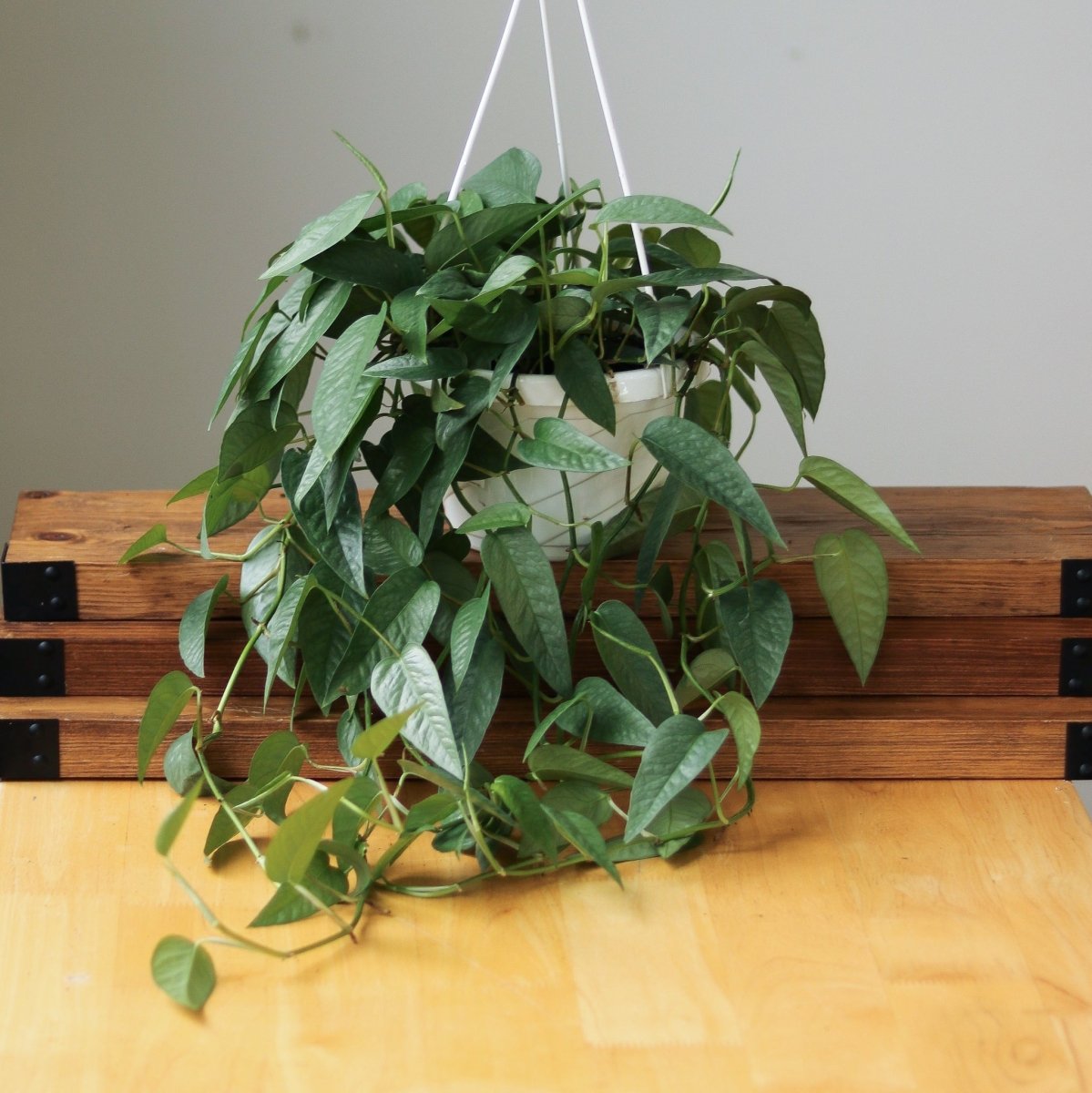 Cebu Blue Pothos | Silvery Hanging Indoor Vine – Ed's Plant Shop