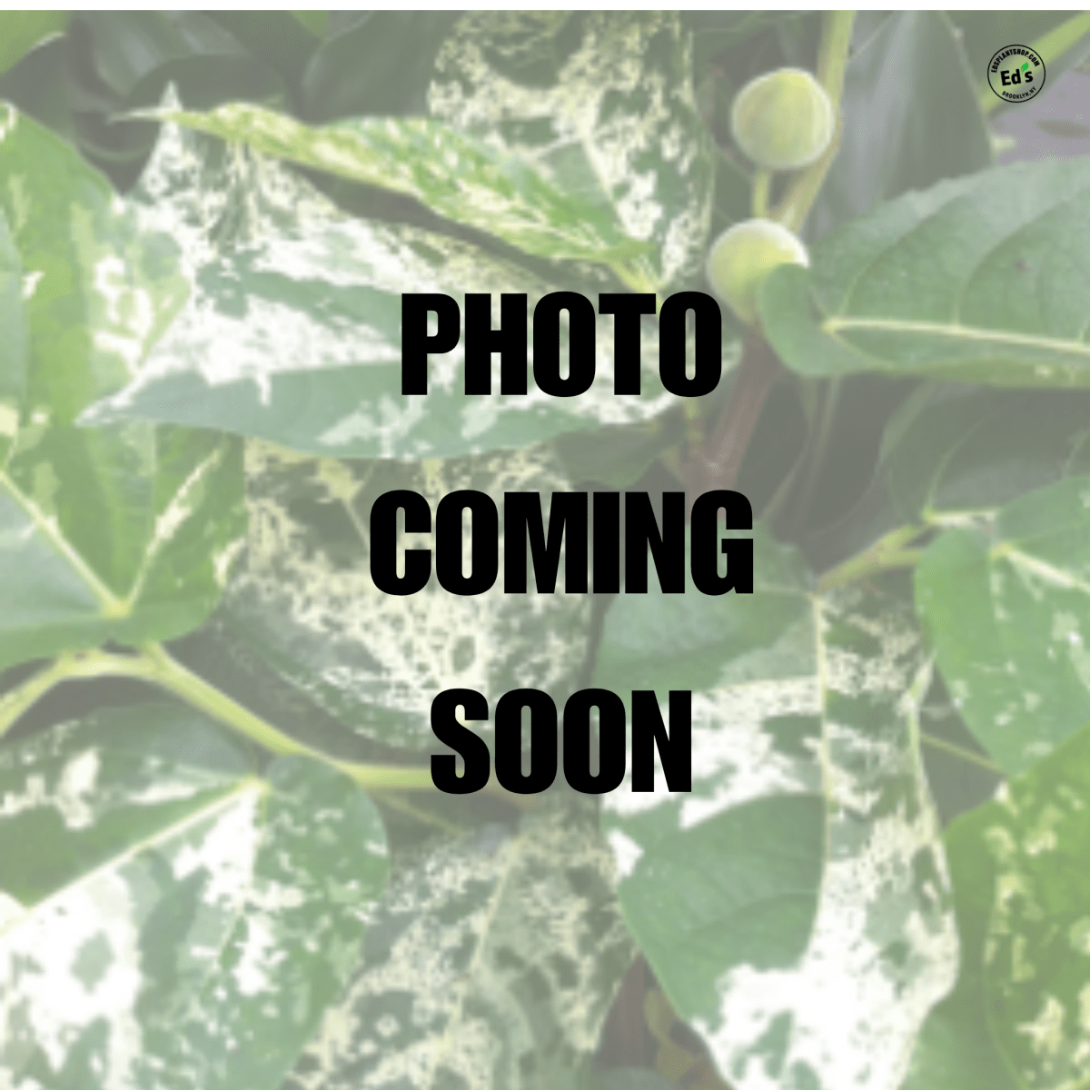 Rare Ficus Elastica 'Shiveriana' Plant – Ed's Plant Shop