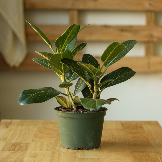Ficus benghalensis ‘Audrey’ | Easy-Care Ficus Tree – Ed's Plant Shop