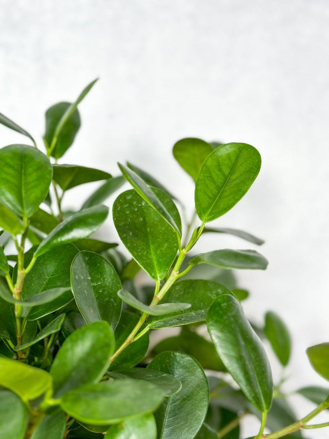 Braided Ficus benjamina - A Fabulous Ficus For Your Floor – Ed's Plant Shop