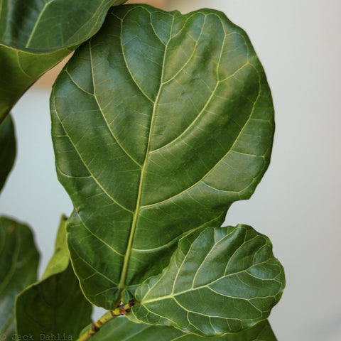 Fiddle Leaf Fig Tree (Ficus lyrata) – Premium Indoor Plant – Ed's Plant ...