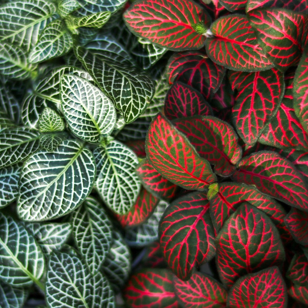 Fittonia Albivenis | Vibrant Mosaic Nerve Plant – Ed's Plant Shop