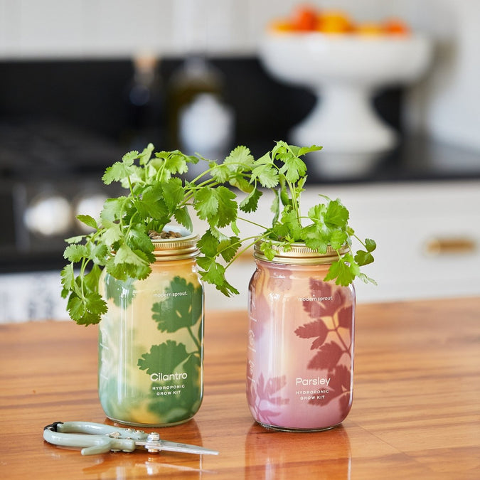 Garden Jars – Organic Herb Growing Kit | Indoor Hydroponic Jar – Ed's ...