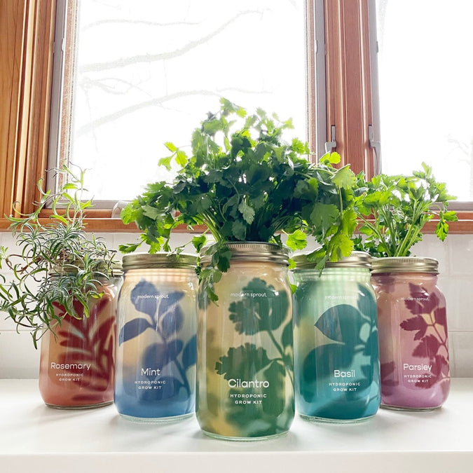 Garden Jars – Organic Herb Growing Kit | Indoor Hydroponic Jar – Ed's ...