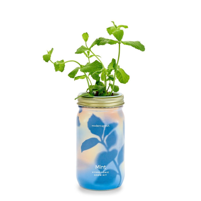 Garden Jars – Organic Herb Growing Kit | Indoor Hydroponic Jar – Ed's ...