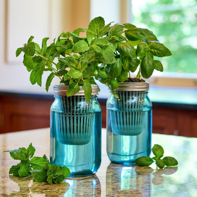 Garden Jars – Organic Herb Growing Kit | Indoor Hydroponic Jar – Ed's ...