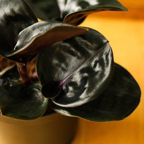 Geo Plant - Geogenanthus Ciliatus – Ed's Plant Shop