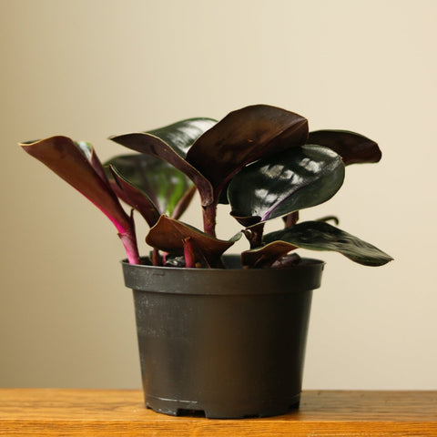 Geo Plant - Geogenanthus Ciliatus – Ed's Plant Shop