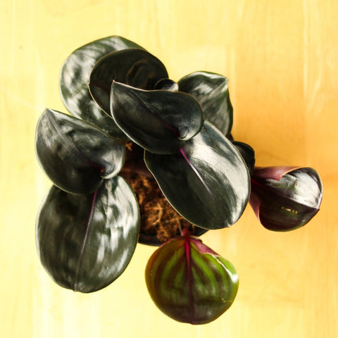 Geo Plant - Geogenanthus Ciliatus – Ed's Plant Shop