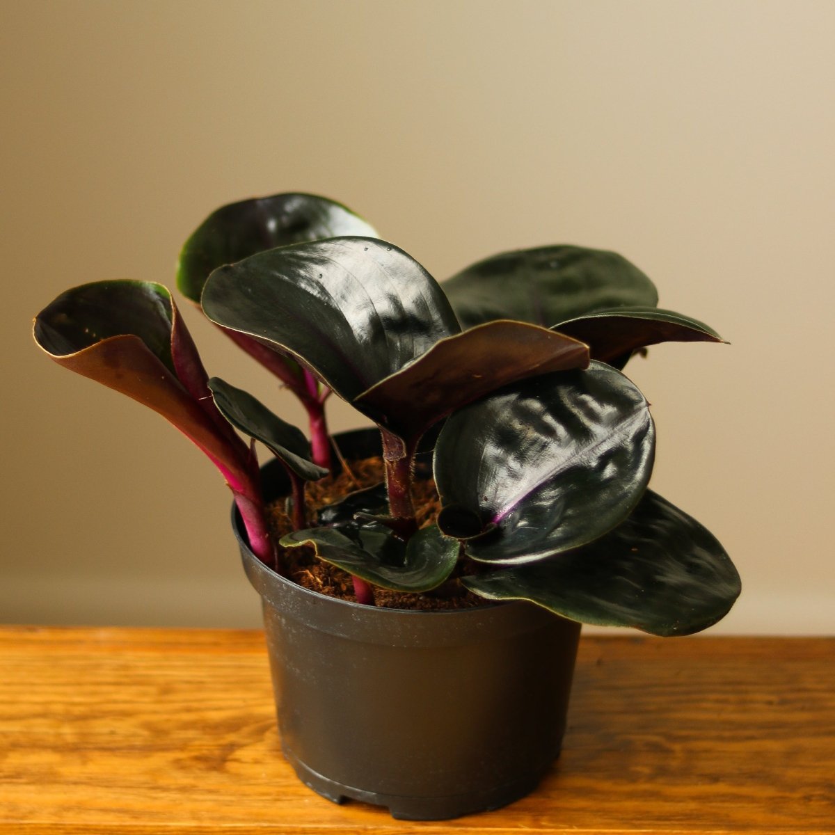 Geo Plant - Geogenanthus Ciliatus – Ed's Plant Shop