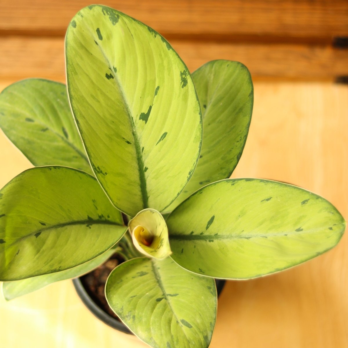 Homalomena ‘Selby’ | Rare Tropical Houseplant – Ed's Plant Shop
