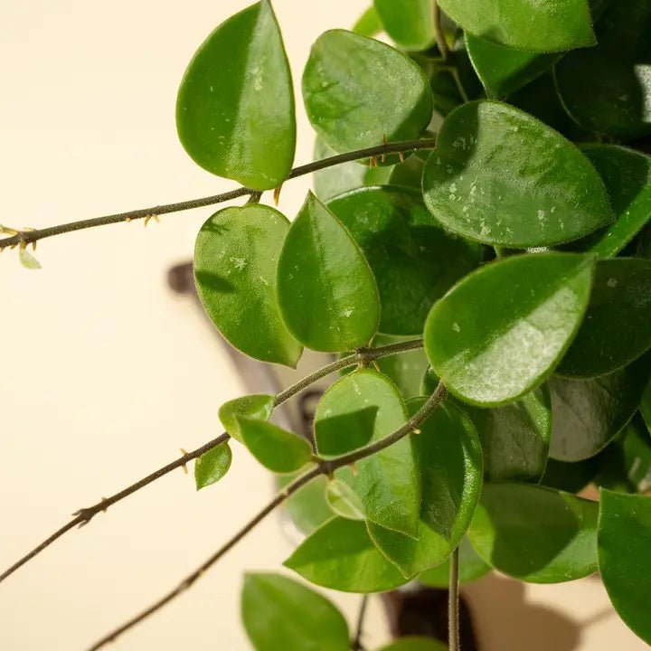 Hoya ‘Chouke’ | Rare Unique Speckled Foliage – Ed's Plant Shop