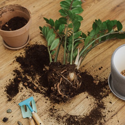 Repotting Services – Ed's Plant Shop