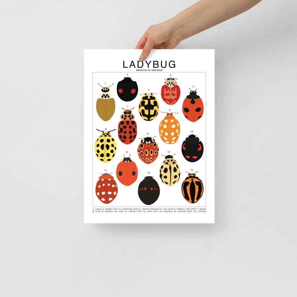 Ladybug Species ID Chart - Insects Fauna Art Print 8x10 – Ed's Plant Shop