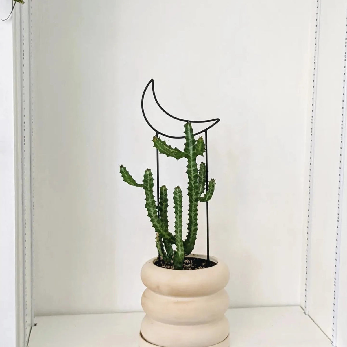Crescent Moon Trellis - Metal Garden Decor – Ed's Plant Shop