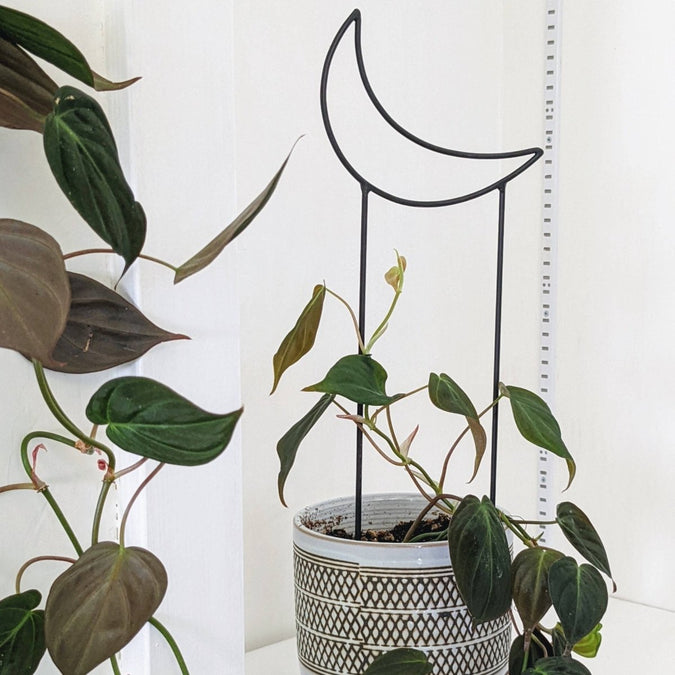 Crescent Moon Trellis - Metal Garden Decor – Ed's Plant Shop