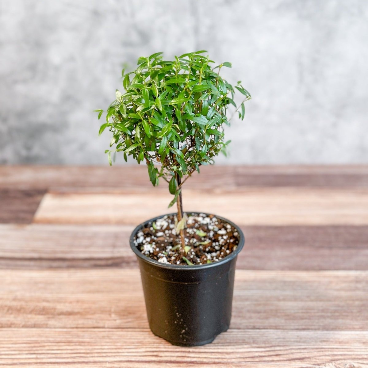 Stunning Myrtle Topiary Trees: Bring Nature Indoors – Ed's Plant Shop