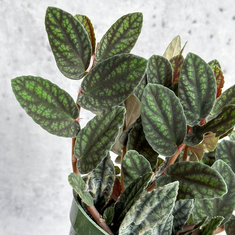 Pellionia pulchra (Polynesian Ivy) | Trailing Houseplant – Ed's Plant Shop