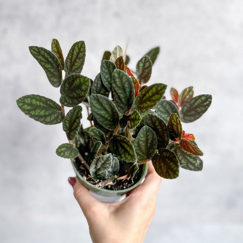 Pellionia pulchra (Polynesian Ivy) | Trailing Houseplant – Ed's Plant Shop