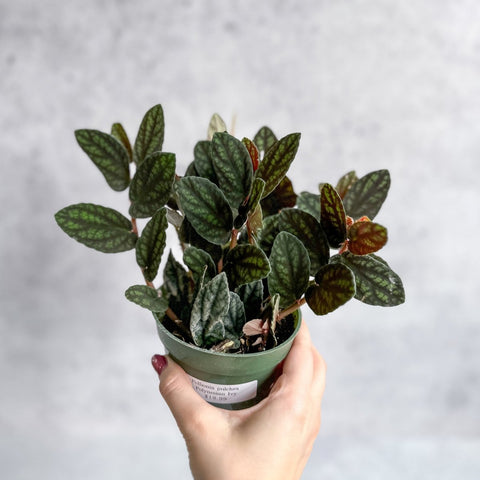 Pellionia pulchra (Polynesian Ivy) | Trailing Houseplant – Ed's Plant Shop