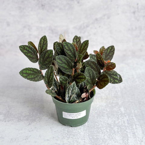Pellionia pulchra (Polynesian Ivy) | Trailing Houseplant – Ed's Plant Shop
