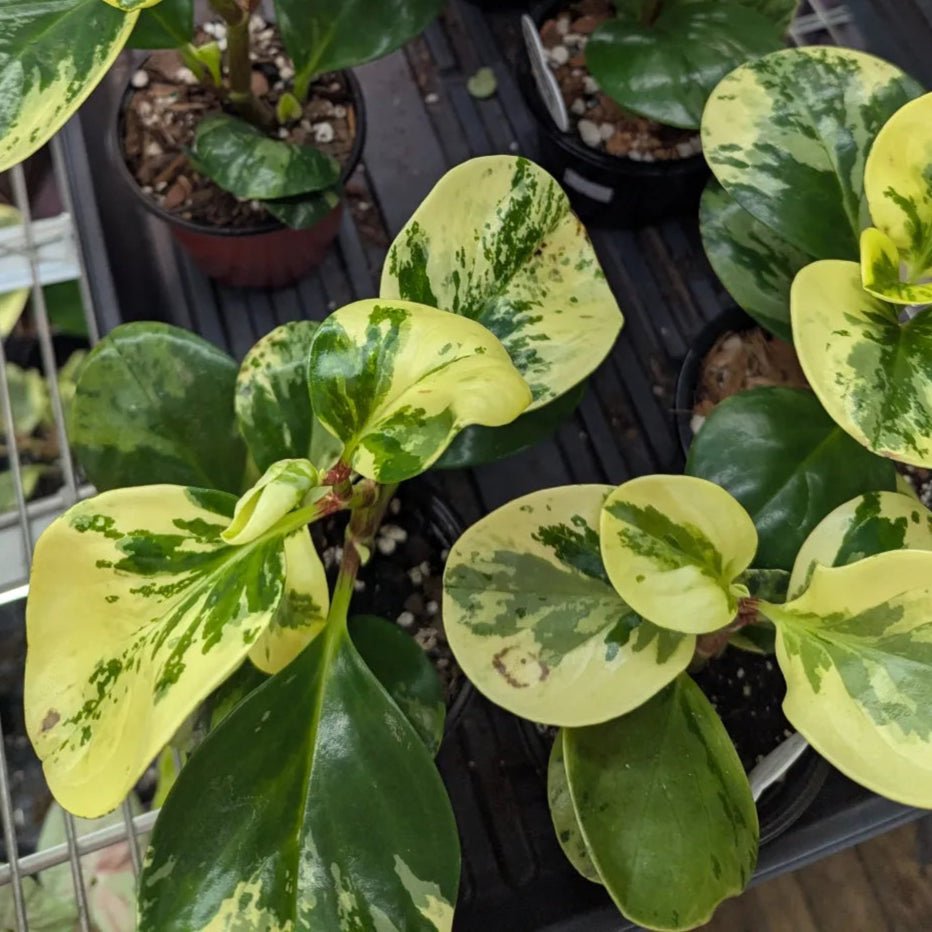 Peperomia Marble – Unique Variegated Houseplant for Easy Care – Ed's ...
