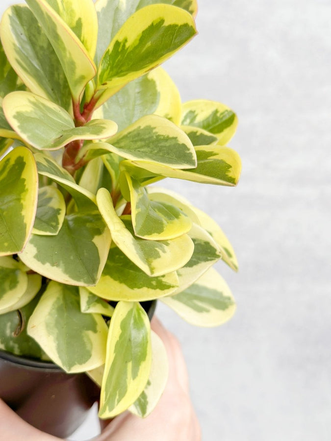 Peperomia obtusifolia ‘Variegata’ | Variegated Baby Rubber Plant – Ed's ...