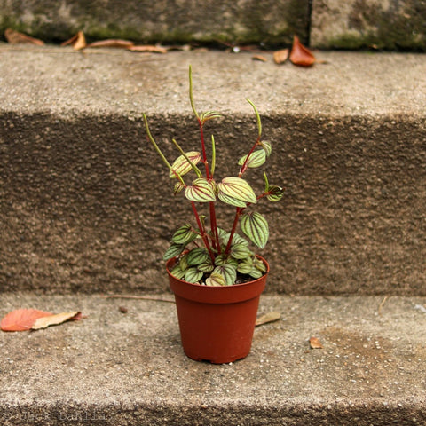 Peperomia 'Piccolo Banda' albovittata – Ed's Plant Shop