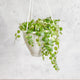 Peperomia Prostrata - Exquisite String of Turtles Hanging Basket – Ed's Plant Shop