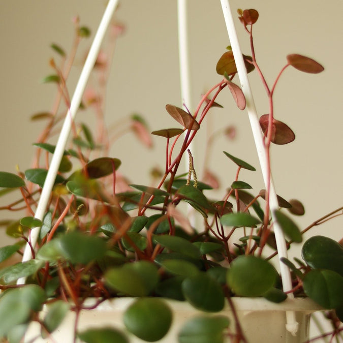 Peperomia ‘Ruby Cascade’ | Red-Stem Trailing Houseplant – Ed's Plant Shop