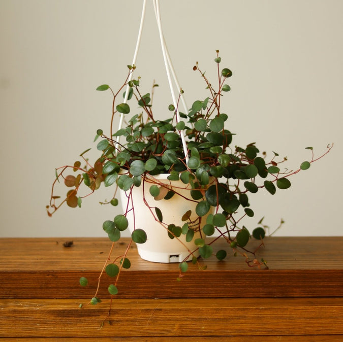 Peperomia ‘Ruby Cascade’ | Red-Stem Trailing Houseplant – Ed's Plant Shop