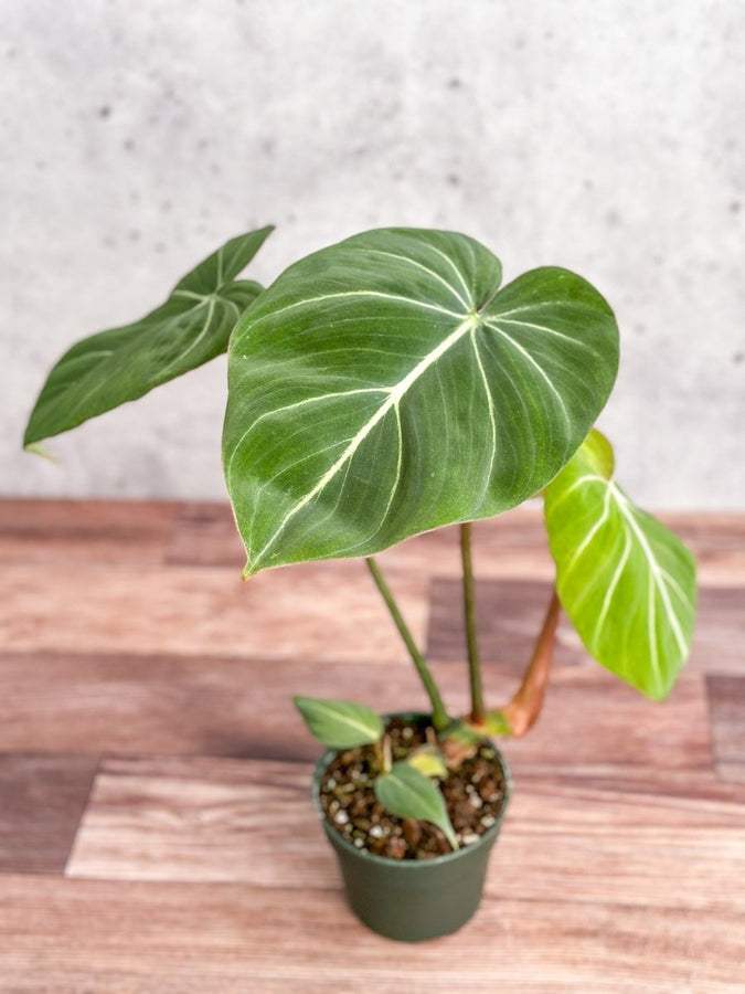 Philodendron gloriosum | Rare Velvety Crawling Aroid – Ed's Plant Shop
