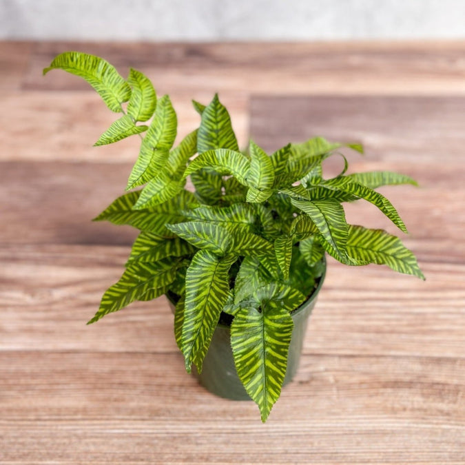 Phlebodium aureum ‘Mandianum’ - Golden Zebra Fern – Ed's Plant Shop