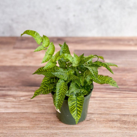 Phlebodium aureum ‘Mandianum’ - Golden Zebra Fern – Ed's Plant Shop